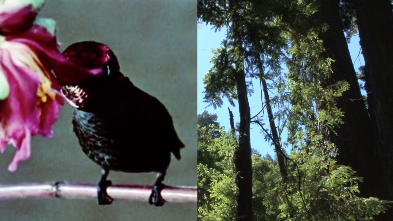 Shift Key: Robin Cameron - Museum of Contemporary Art Toronto