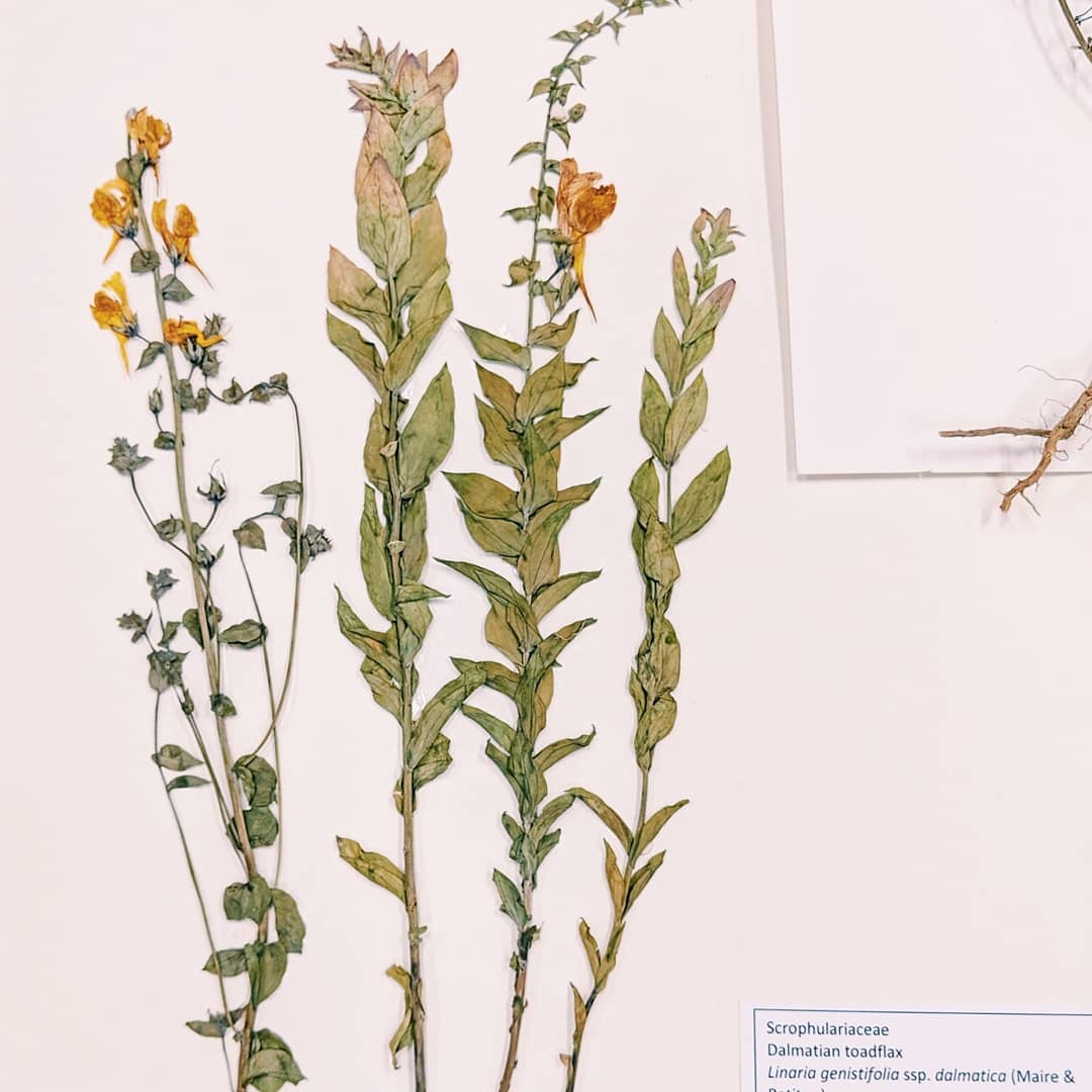 May 2023 MOCA Family Weekend: The Power of Plants!
